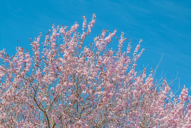 Spring Tree With Pink Flowers Almond Blossom On Blue Sky Background ...