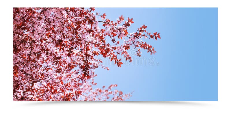 Blue spring flowers stock photo. Image of nature, season - 29876030