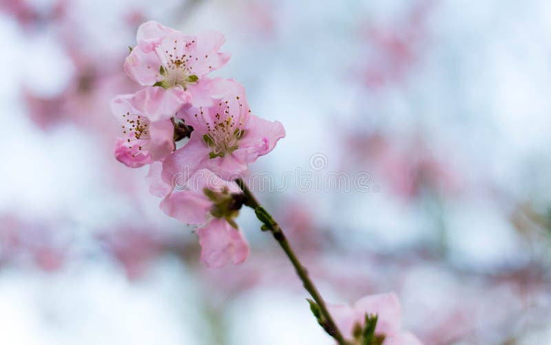 Spring Tree Pink Flowers and Leaves on Blue Sky Background Stock Image ...