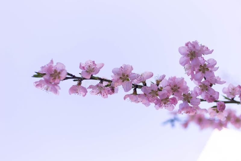Spring Tree Pink Flowers and Leaves on Blue Sky Background Stock Image ...