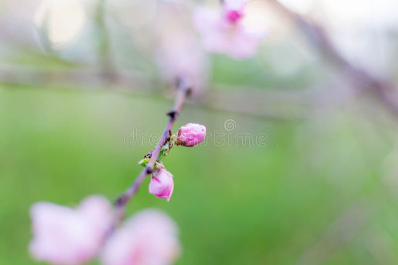 Spring Tree Pink Flowers and Leaves on Blue Sky Background Stock Photo ...