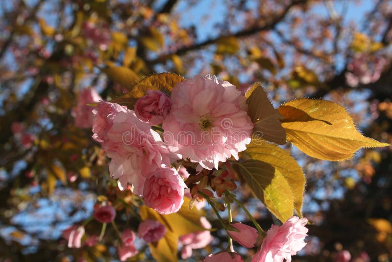 Spring Tree with Pink Flowers Stock Photo - Image of peach, garden ...
