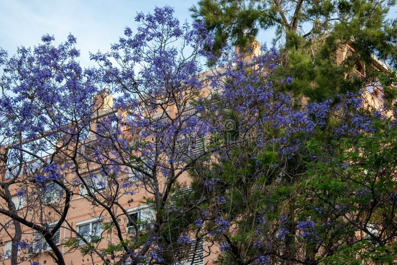 Spring,tree with Purple Flowers, Pine and Home Stock Image - Image of ...