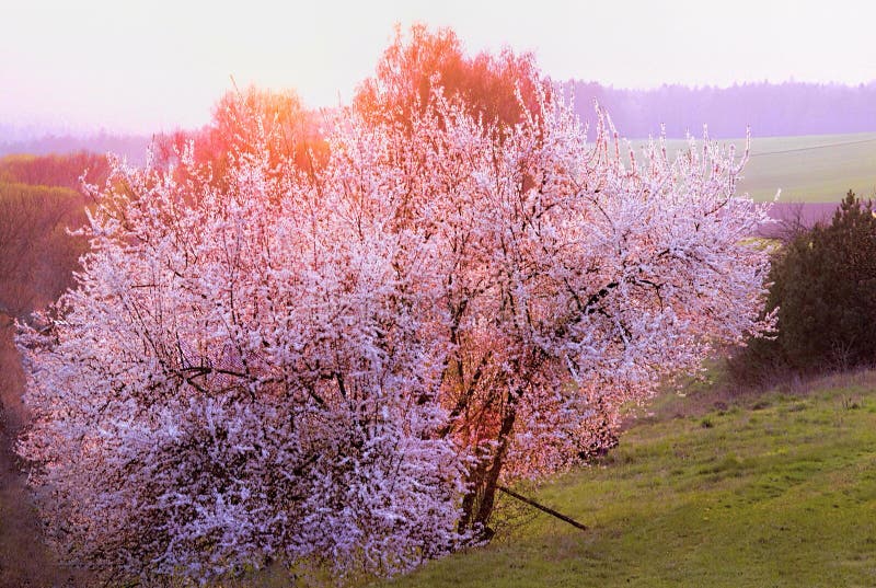 Springdream Stock Photos - Free & Royalty-Free Stock Photos from Dreamstime