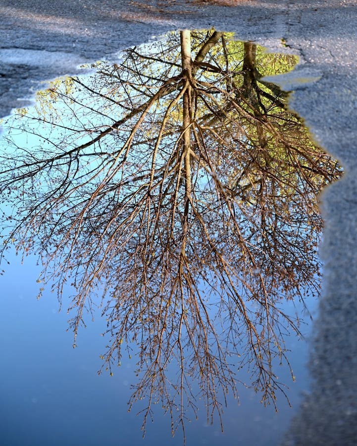 Tree Reflection in Puddle stock image. Image of puddle - 180691827