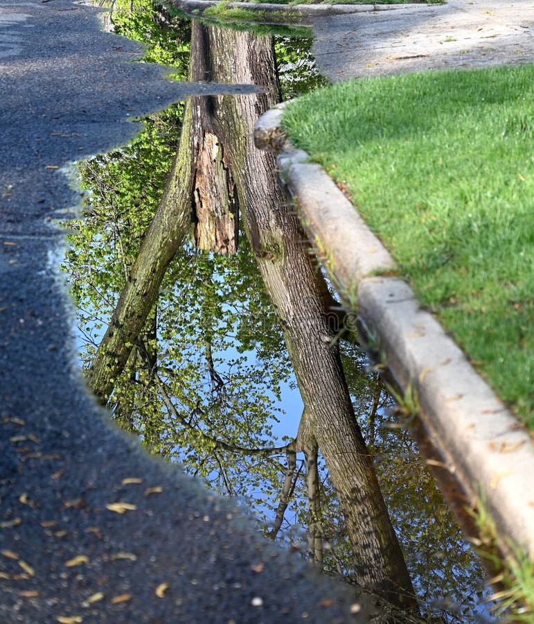 Tree Reflection in Puddle stock photo. Image of reflect - 180691994