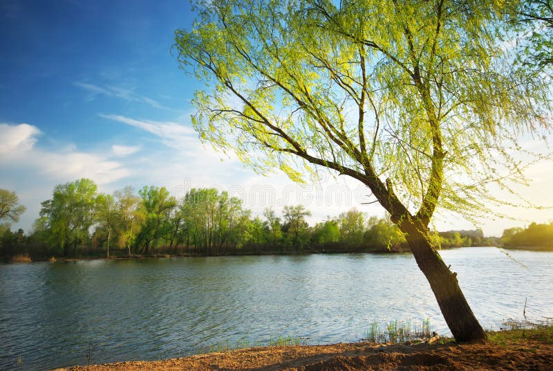 Spring tree on river stock image. Image of lake, landscape - 20169411