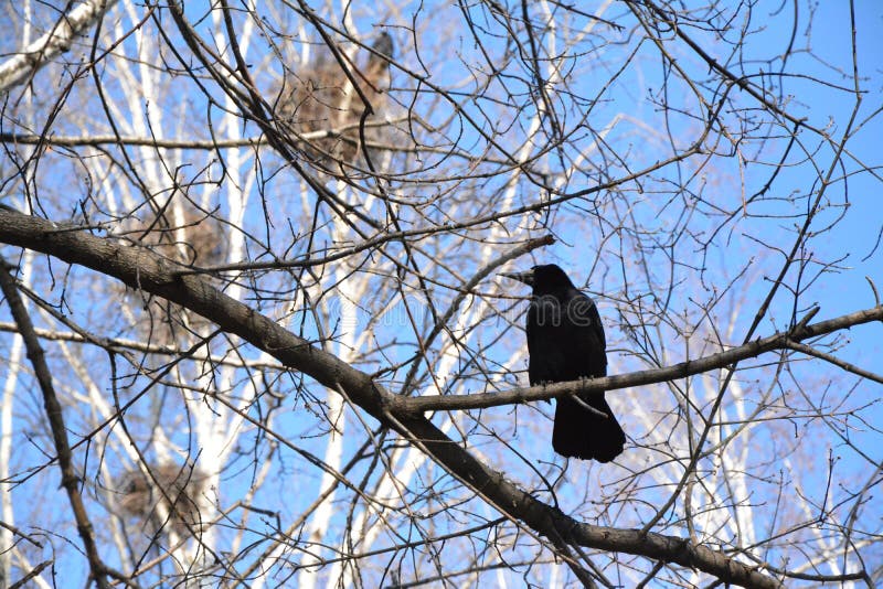 Spring in the tree, rooks stock photo. Image of nest - 53635616