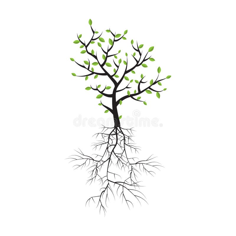 Spring Tree with Roots and Foliage Stock Vector - Illustration of ...