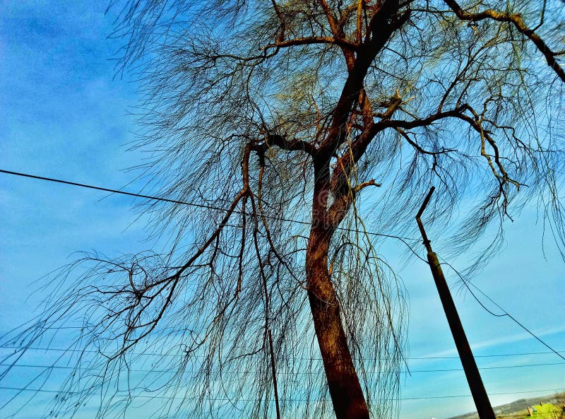 Spring stock photo. Image of spring, blue, sping, tree - 135353862