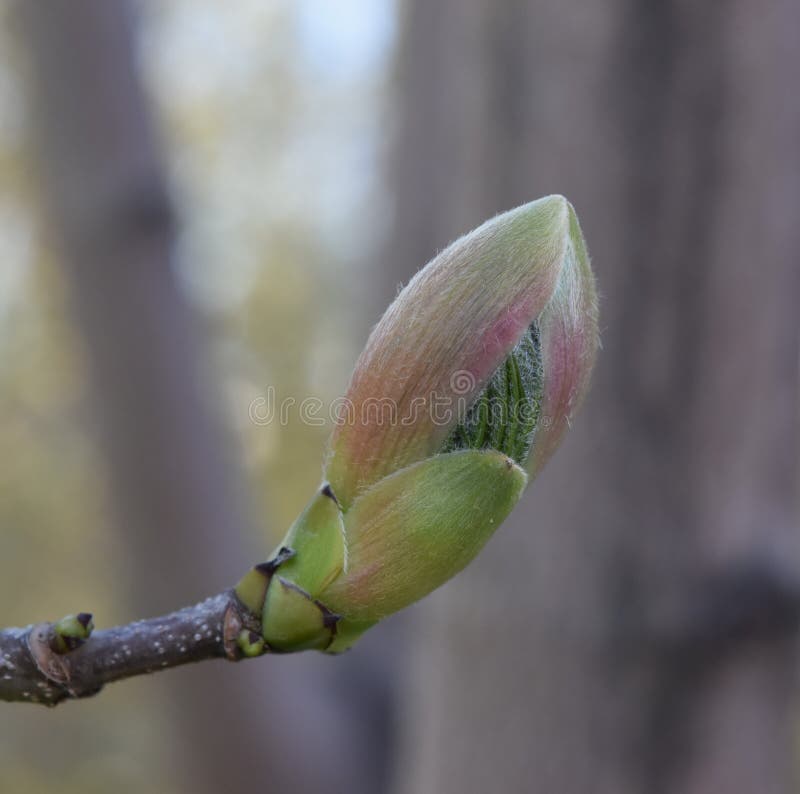Spring tree sprout stock photo. Image of bush, earlyspring - 113748802