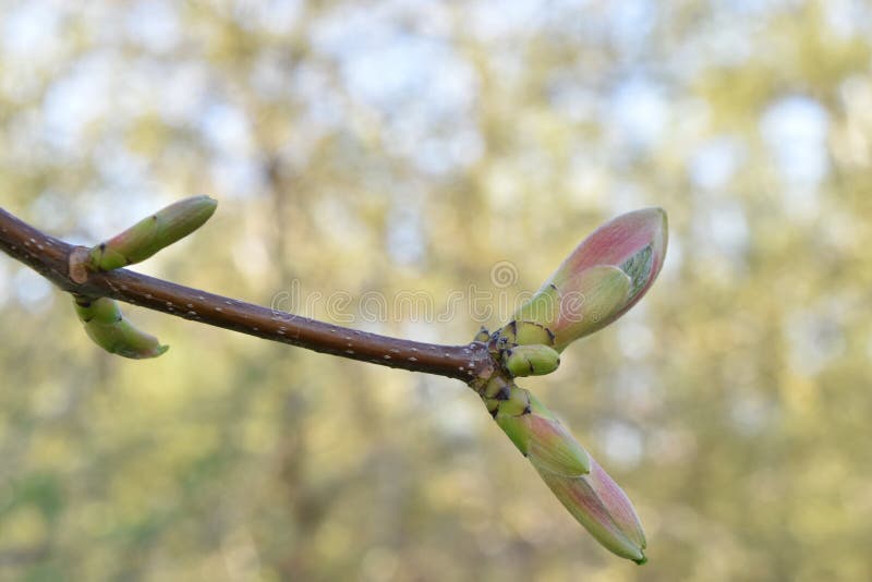 Spring tree sprout stock image. Image of coloryellow - 113813507