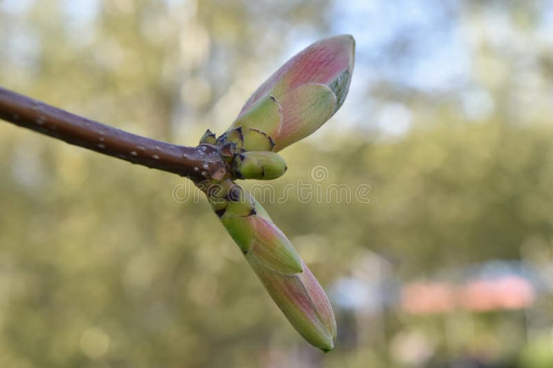 Spring tree sprout stock image. Image of clouds, beauty - 113814063