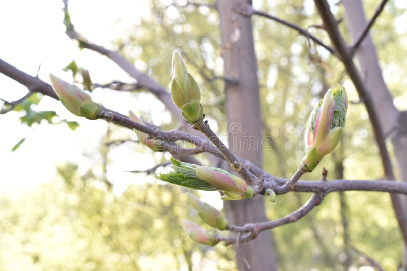 Spring tree sprouts stock image. Image of buttons, bush - 113815673