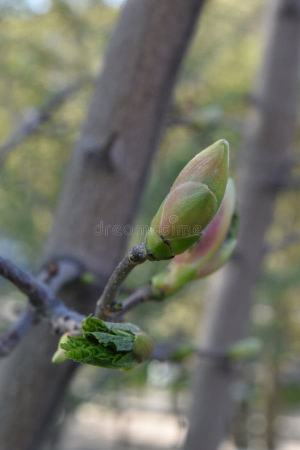 Spring tree sprouts stock image. Image of corolla, bees - 113815901