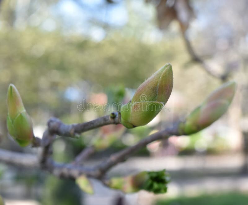 Spring tree sprouts stock image. Image of early, florid - 113816937