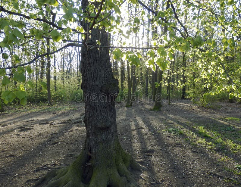 Spring tree in sunrise stock photo. Image of beautiful - 72594890