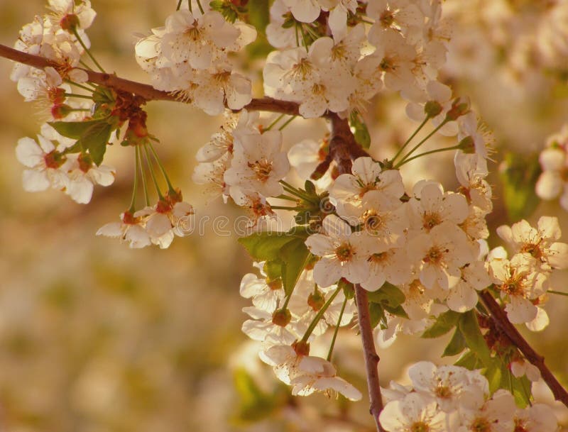 Spring tree sunset stock image. Image of branches, flower - 11370743