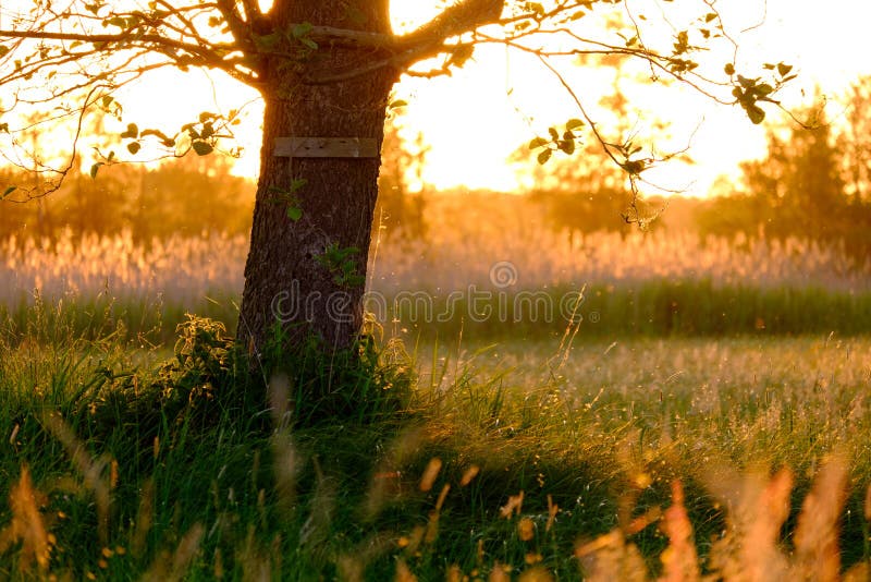 Spring tree stock photo. Image of glow, tree, spring - 56100726