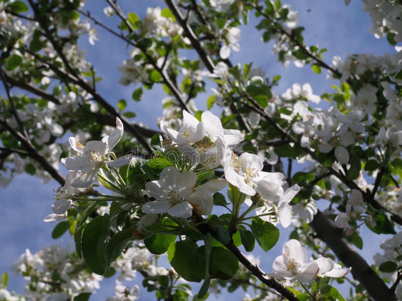 Spring Flowers in a Tree in a Sunny Day Stock Photo - Image of branch ...
