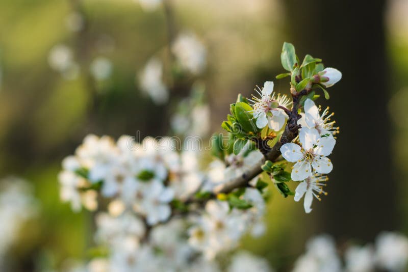 Spring Tree with White Flowers and Green Leaf Stock Image - Image of ...
