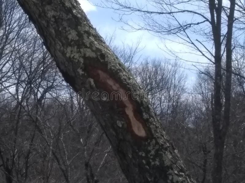 Tree scratch stock image. Image of spring, woods, wildlife - 114758677
