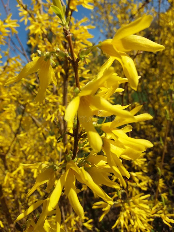 Spring tree stock photo. Image of flowers, tree, spring - 90740934