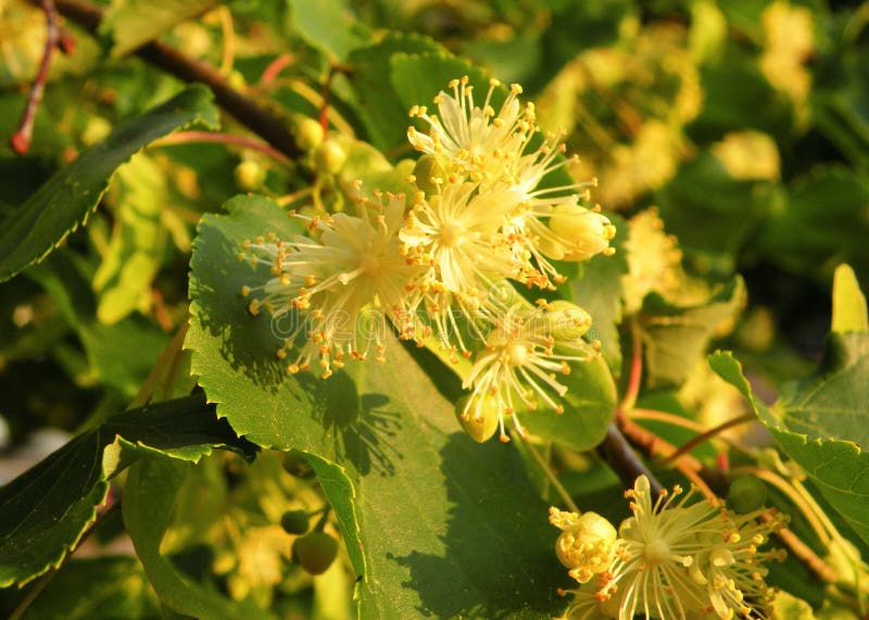 Beautiful Blooming Tree in Spring, Lithuania Stock Photo - Image of ...