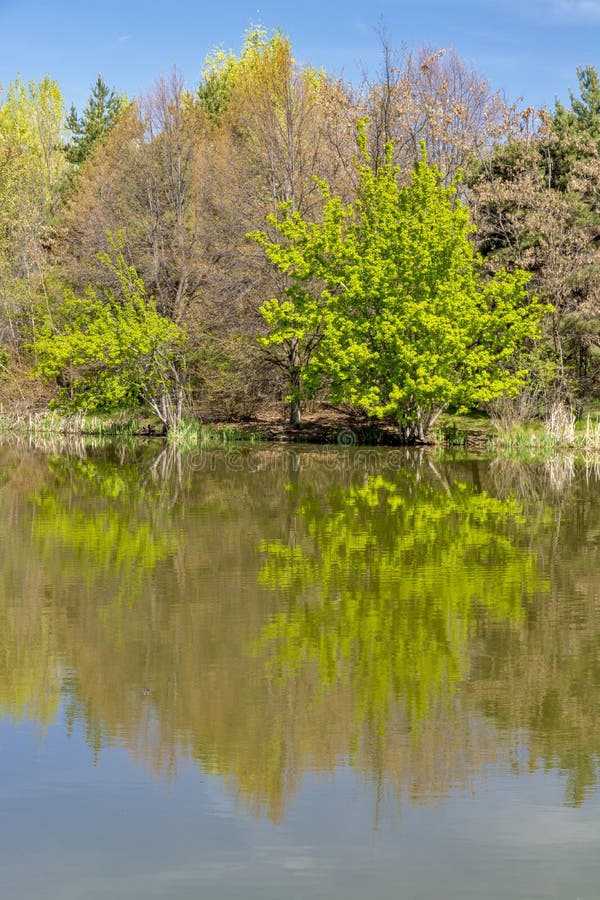 Spring Treee Reflection in a Pond of Water Stock Photo - Image of ...