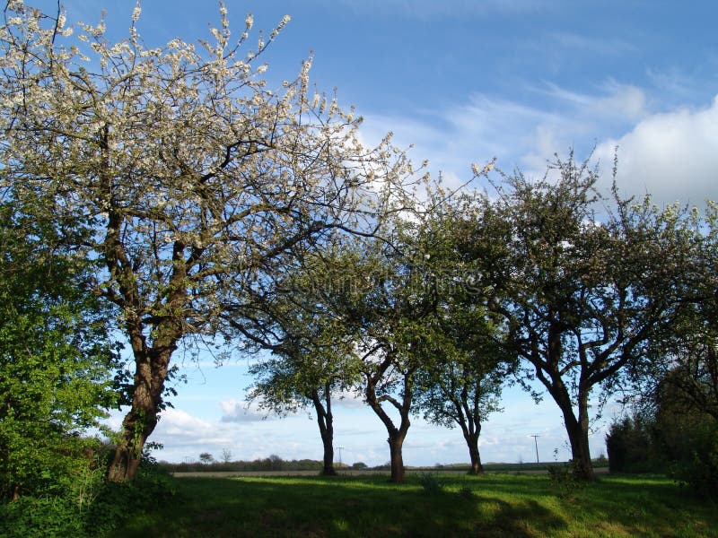 Spring trees stock image. Image of orchards, green, apples - 125267