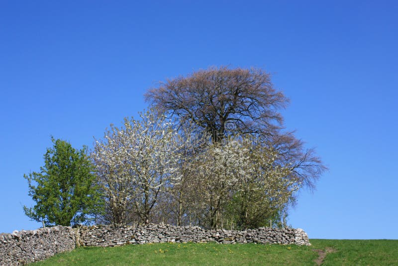 Spring trees stock image. Image of spring, grass, sunshine - 13529007