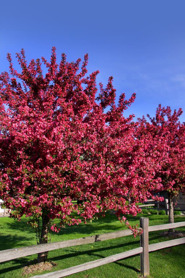 Spring trees stock image. Image of cherry, season, fence - 13655797