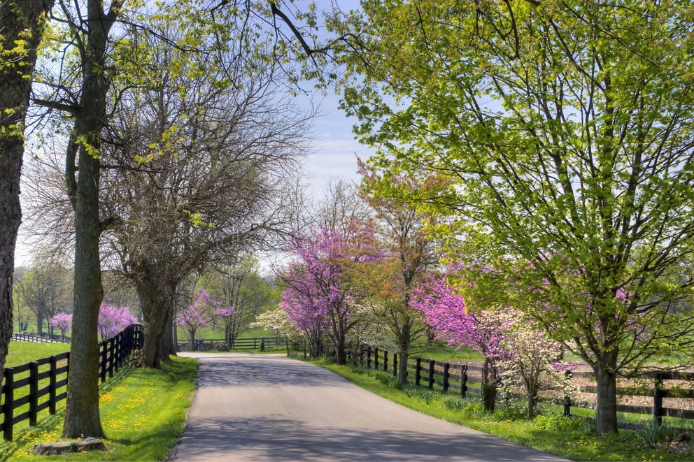 Spring Trees stock image. Image of scenic, trees, sunshine - 13852487