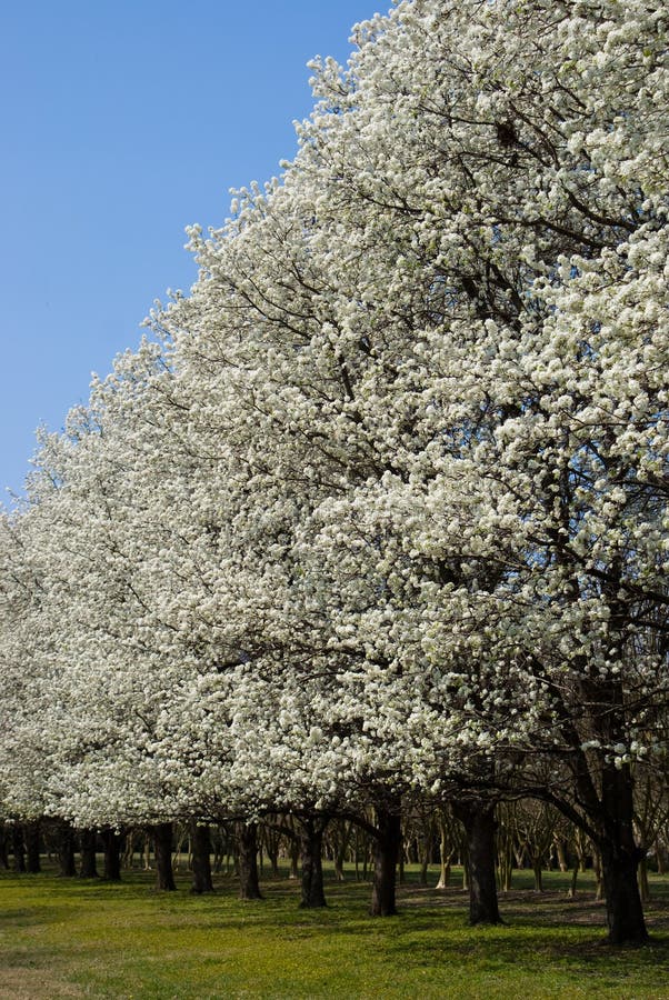 Spring Trees stock image. Image of tree, white, blossom - 29311511