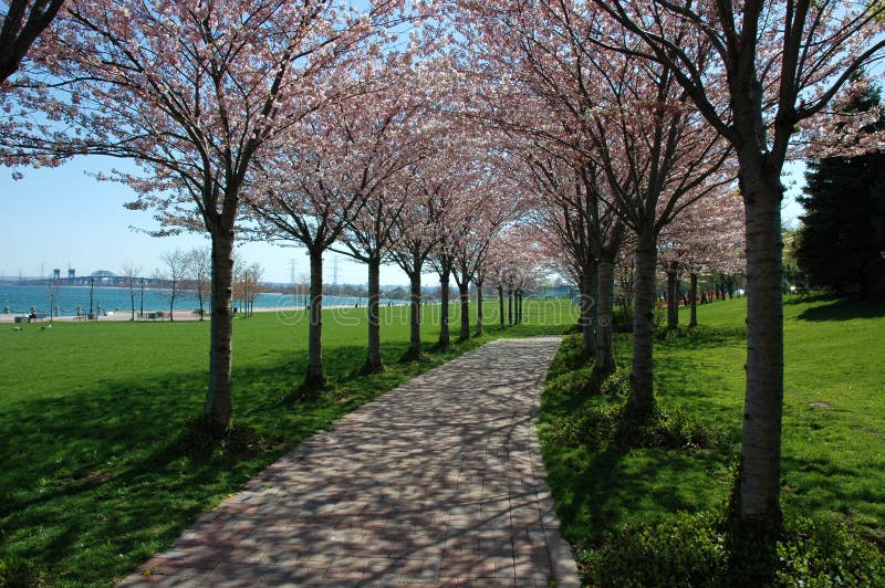 Spring Trees stock image. Image of summer, trail, path - 732911