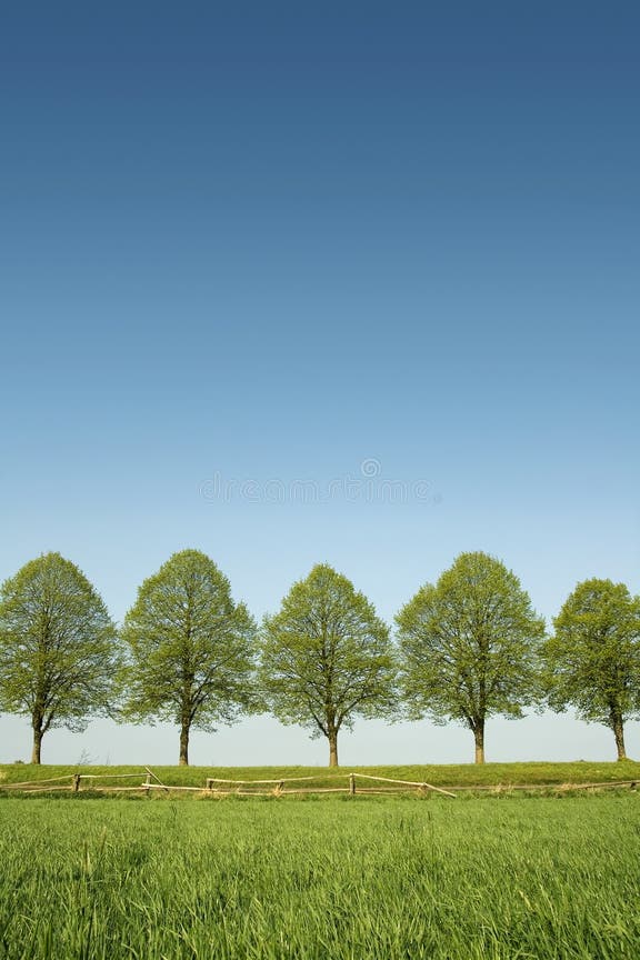 Spring trees stock photo. Image of summer, line, spring - 9050770