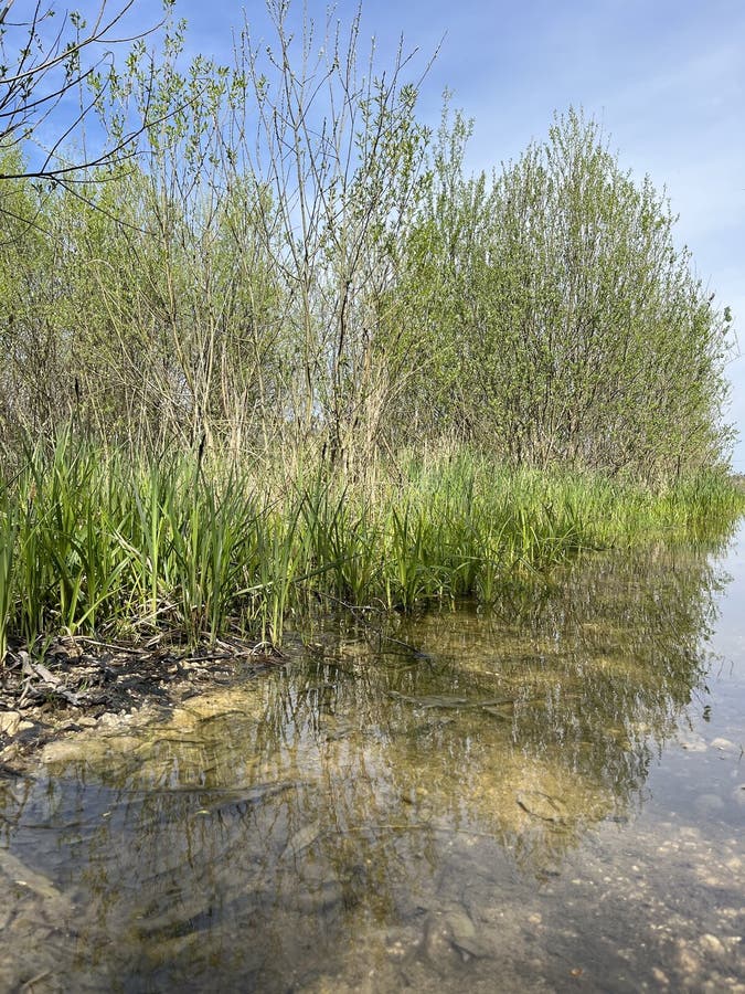 Spring Trees Along the River Stock Photo - Image of leaf, woodland ...