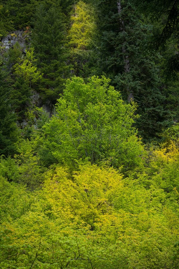 Spring Trees Below Evergreen Trees Stock Photo - Image of fall, summer ...