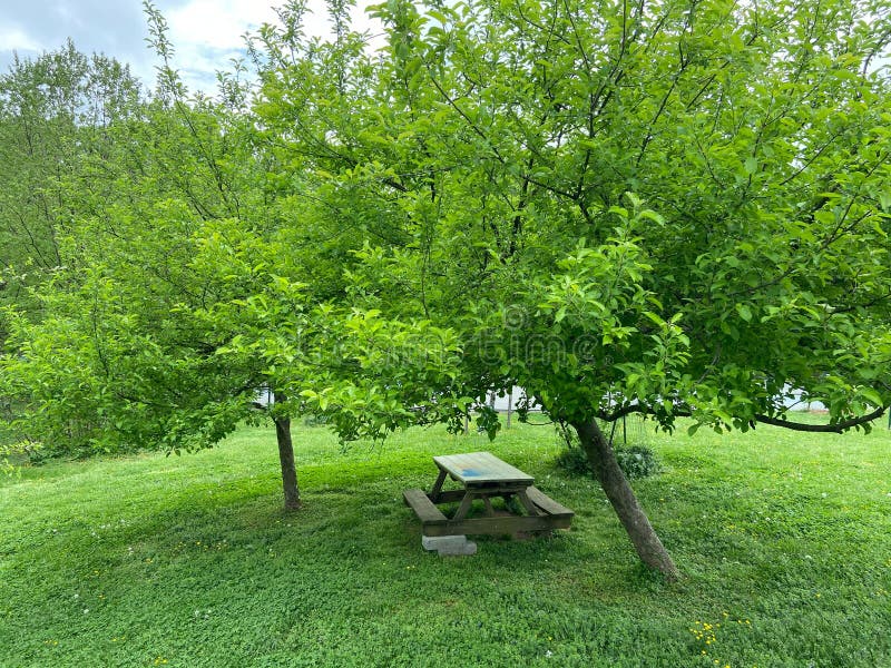 Spring Trees and Bench in May Stock Photo - Image of spring, leaves ...