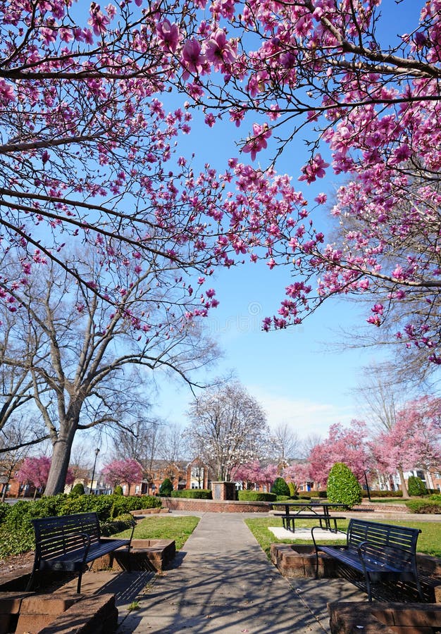 Spring Trees in Bloom in Capitol Park , Downtown Raleigh Stock Image ...