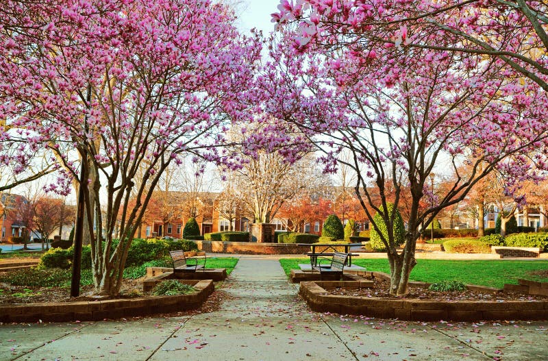 Spring Trees in Bloom in Capitol Park , Downtown Raleigh Stock Photo ...