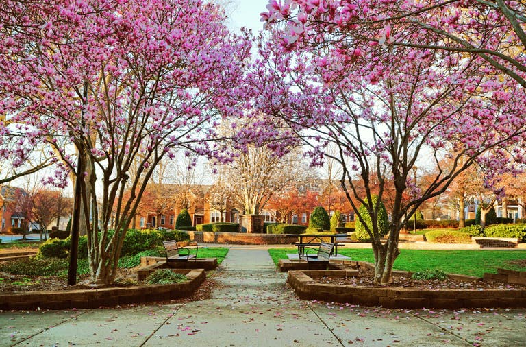 Spring Trees in Bloom in Capitol Park , Downtown Raleigh Stock Photo ...