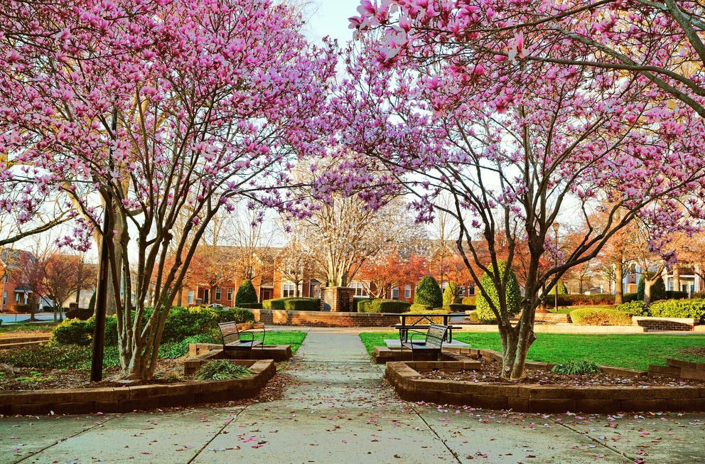 Spring Trees in Bloom in Capitol Park , Downtown Raleigh Stock Photo ...