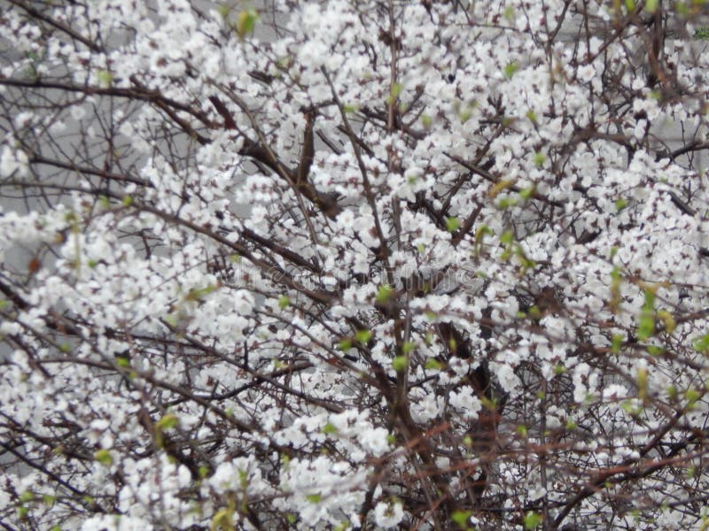 Spring Trees Bloom after Rain Stock Image - Image of forest, tree ...