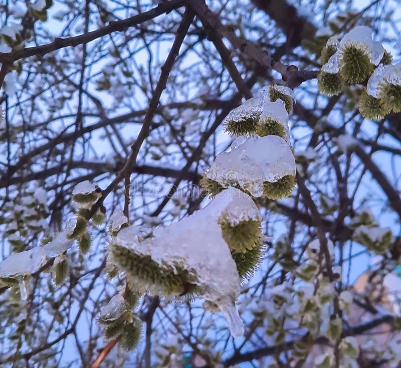 Spring Trees with Blooming Flowers. Pieces of Snow and Ice on Trees in ...