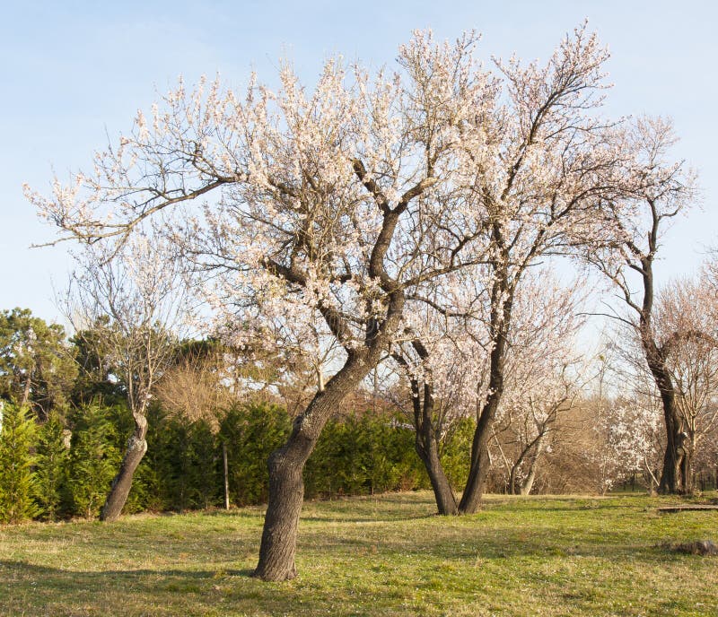 Spring Trees in Blossom, in Varna, Bulgaria. Stock Image - Image of ...