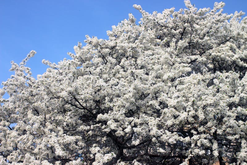 Spring and trees stock image. Image of flowers, macro - 30433711