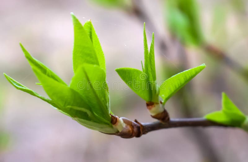 The first spring leaves stock photo. Image of bloom - 114349574