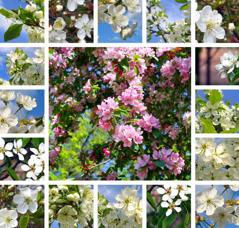 Spring Collage with Flowering Trees Stock Photo - Image of branch ...