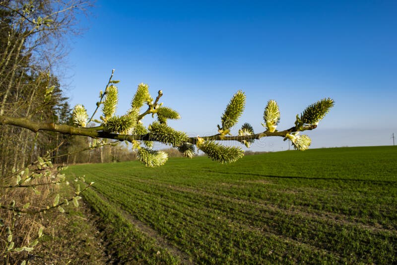 Spring trees come to life stock photo. Image of beauty - 115231522